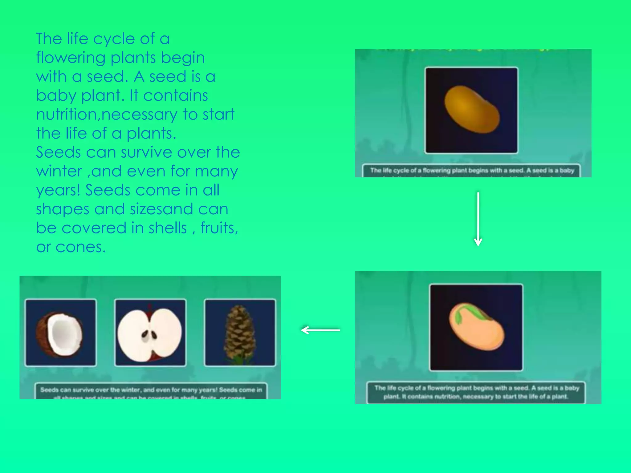 Plants life cycle | PPTX