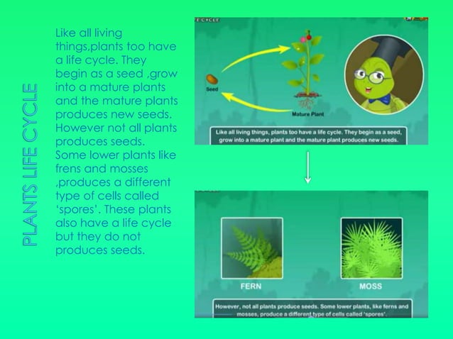 Plants life cycle | PPT
