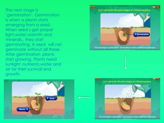 Plants life cycle | PPT
