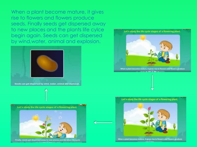 Plants life cycle | PPT