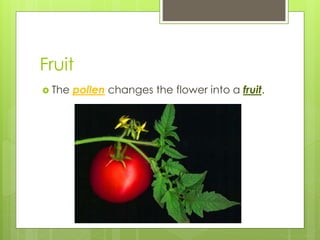 Plants life cycles | PPTX
