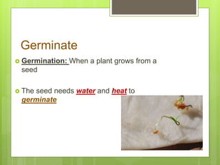 Plants life cycles | PPTX