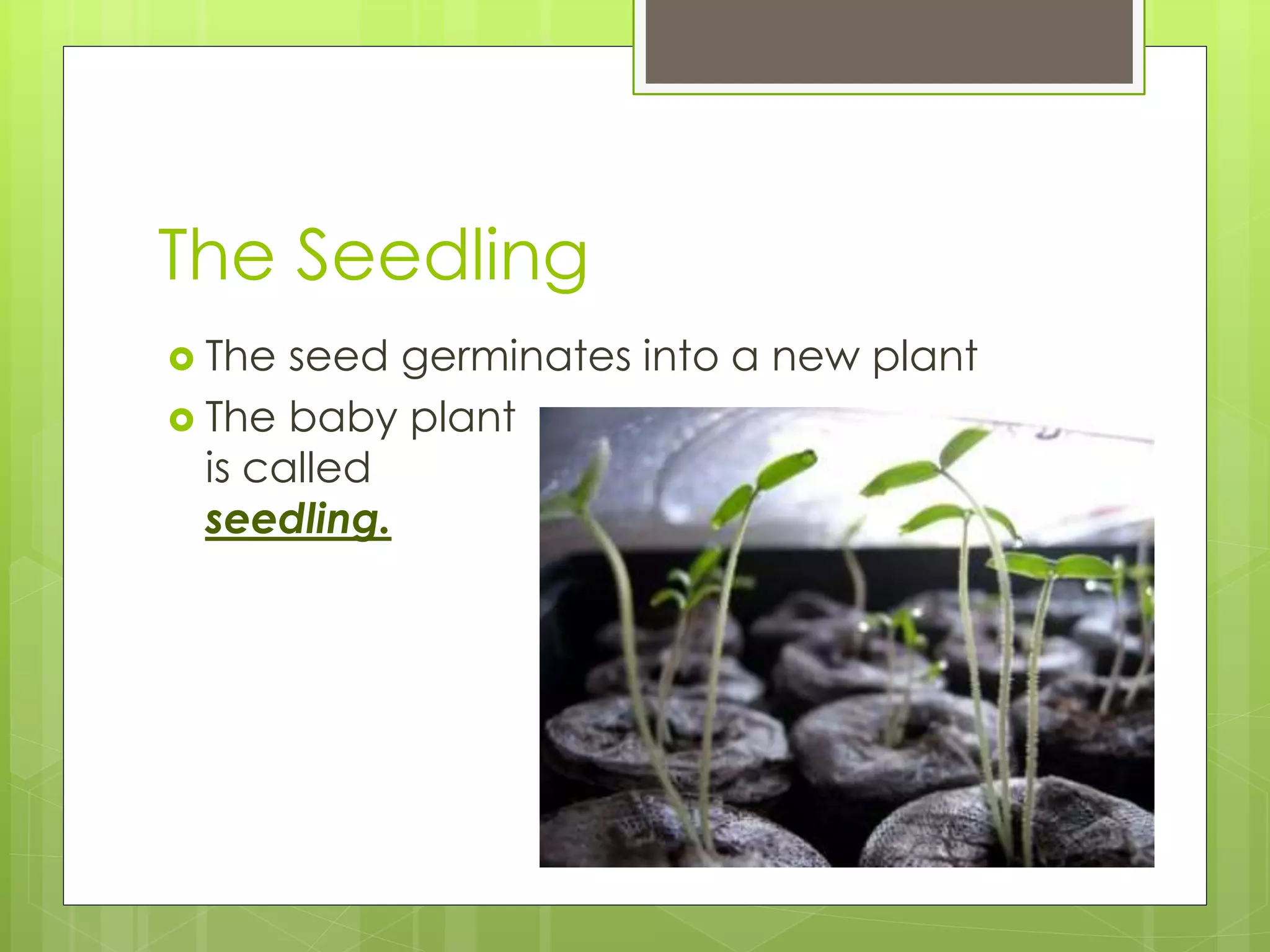 Plants life cycles1 | PPTX