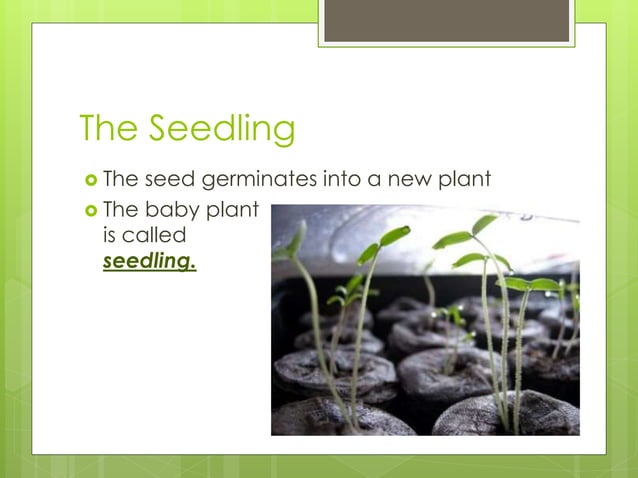 Plants life cycles1 | PPTX