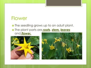 Plants life cycles1 | PPTX