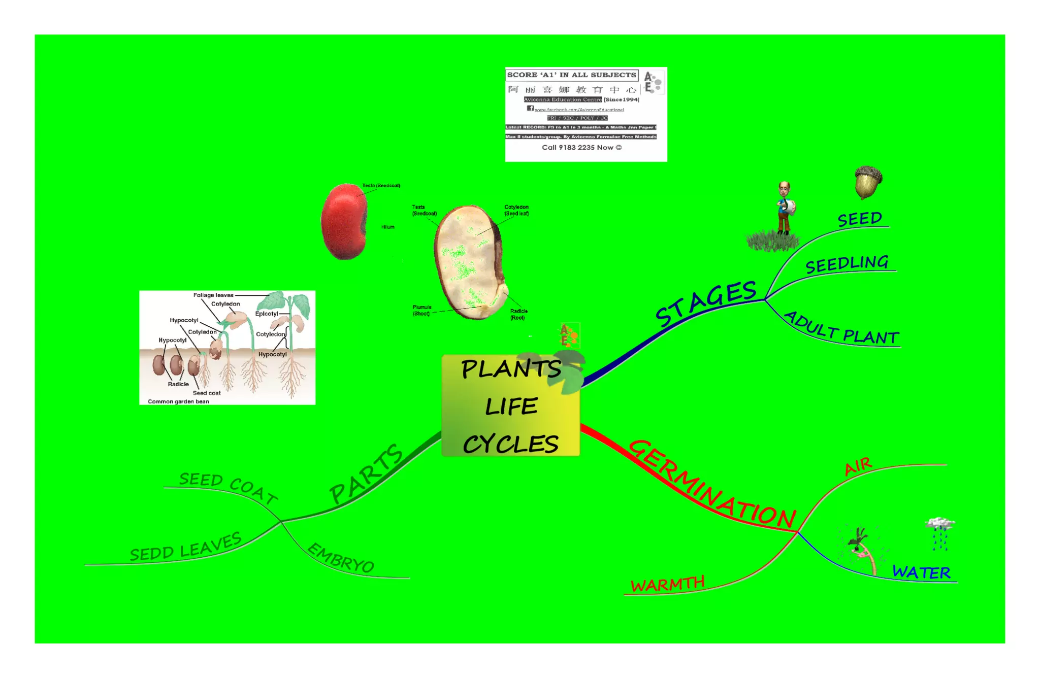 Plants life cycles aug 2011 | PPT