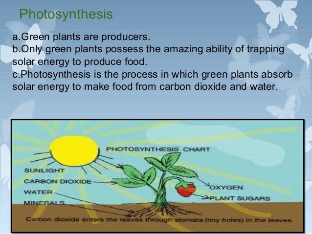 Lesson 3: Photosynthesis