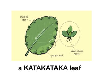 (Plants) Means of Reproduction | PPT