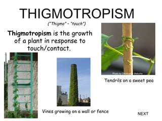 Plants movements | PPT