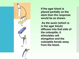 Plants movements | PPT