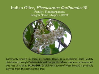 Flora of North Bengal Series 1 | PPTX