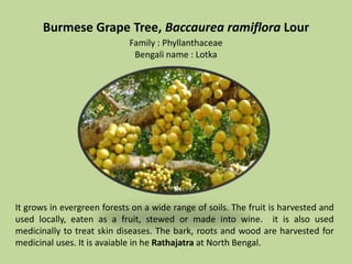 Flora of North Bengal Series 1 | PPTX