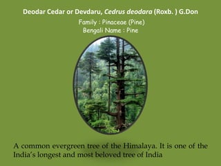 Flora of North Bengal Series 1 | PPTX