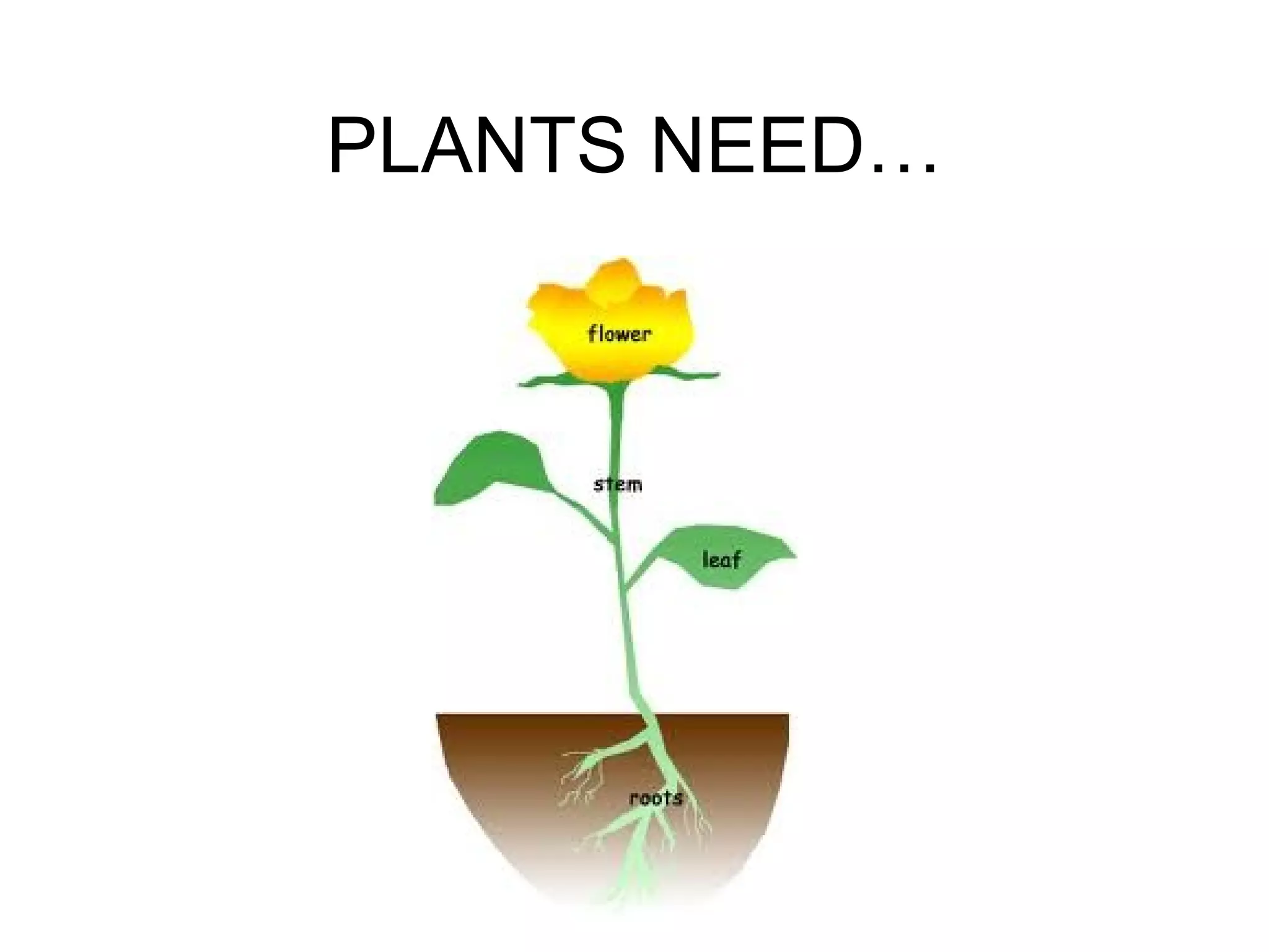 Plants need | PPT