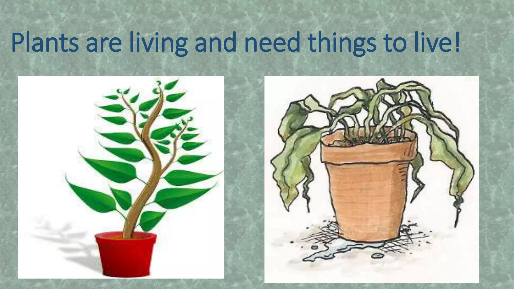 What do plants need to survive? | PPTX