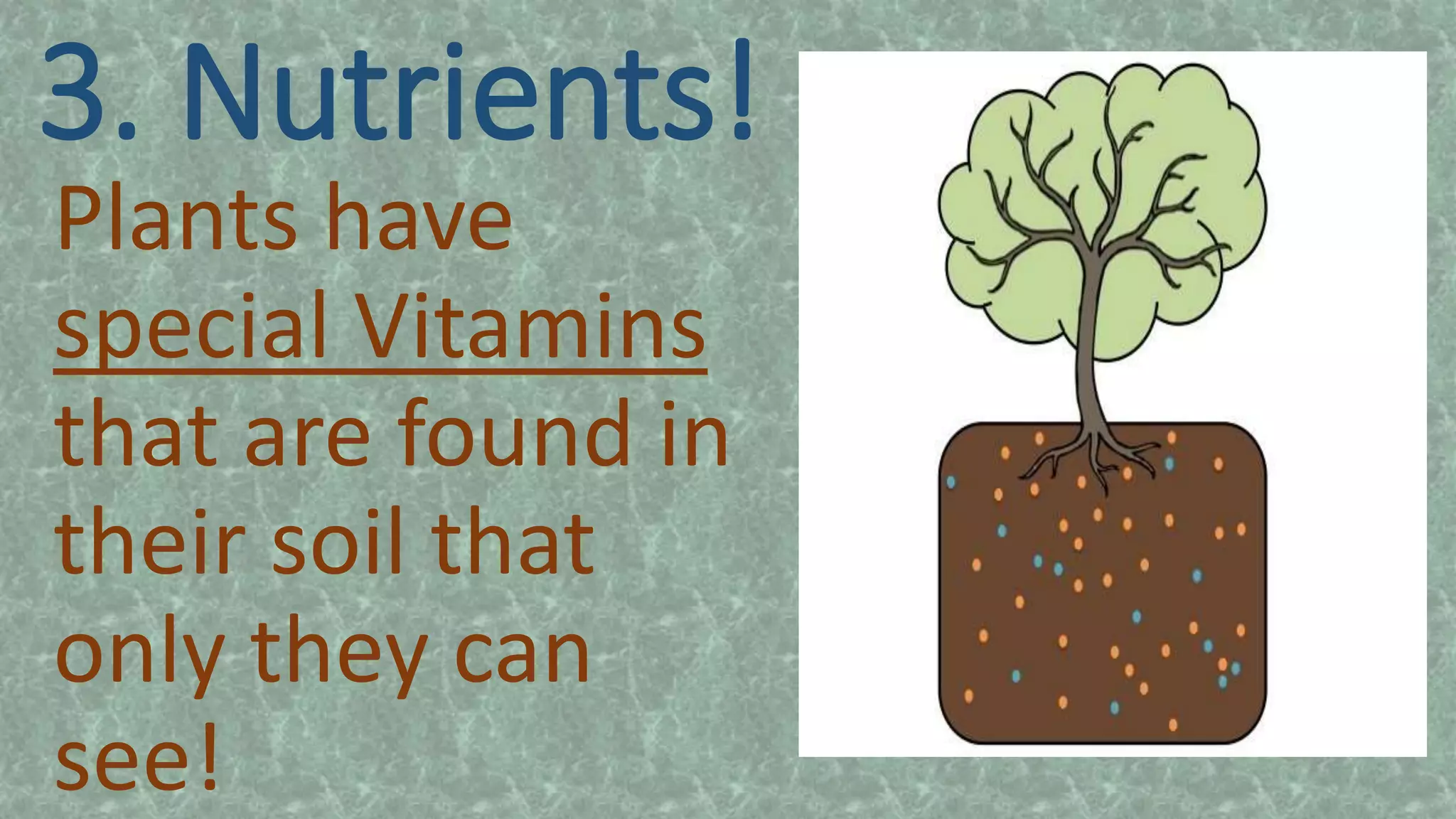 What do plants need to survive? | PPT