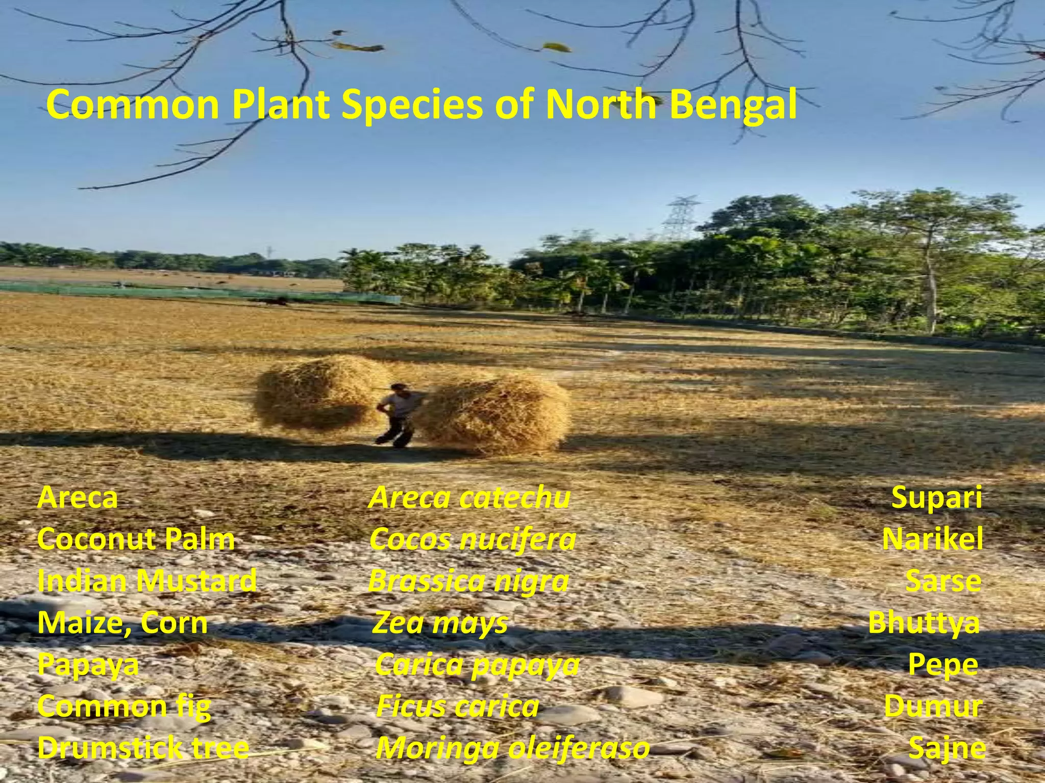 Plants of North Bengal series 2 | PPTX