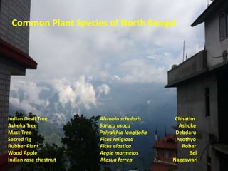Plants of NORTH BENGAL Series 3 | PPT