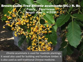 Plants of NORTH BENGAL Series 3 | PPT