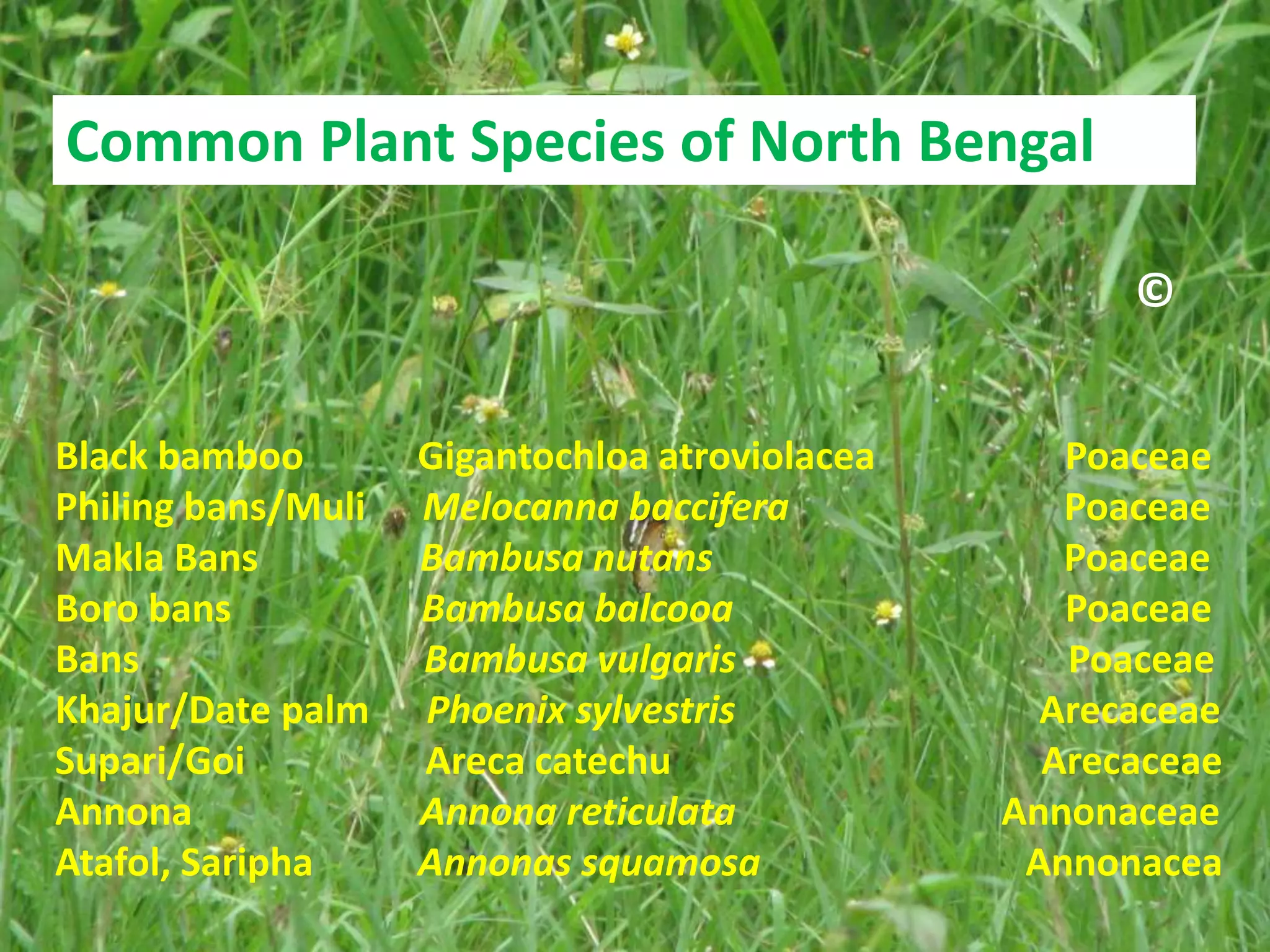 Plants of North Bengal Series 4 | PPTX