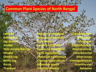 Plants of North Bengal Series 4 | PPTX