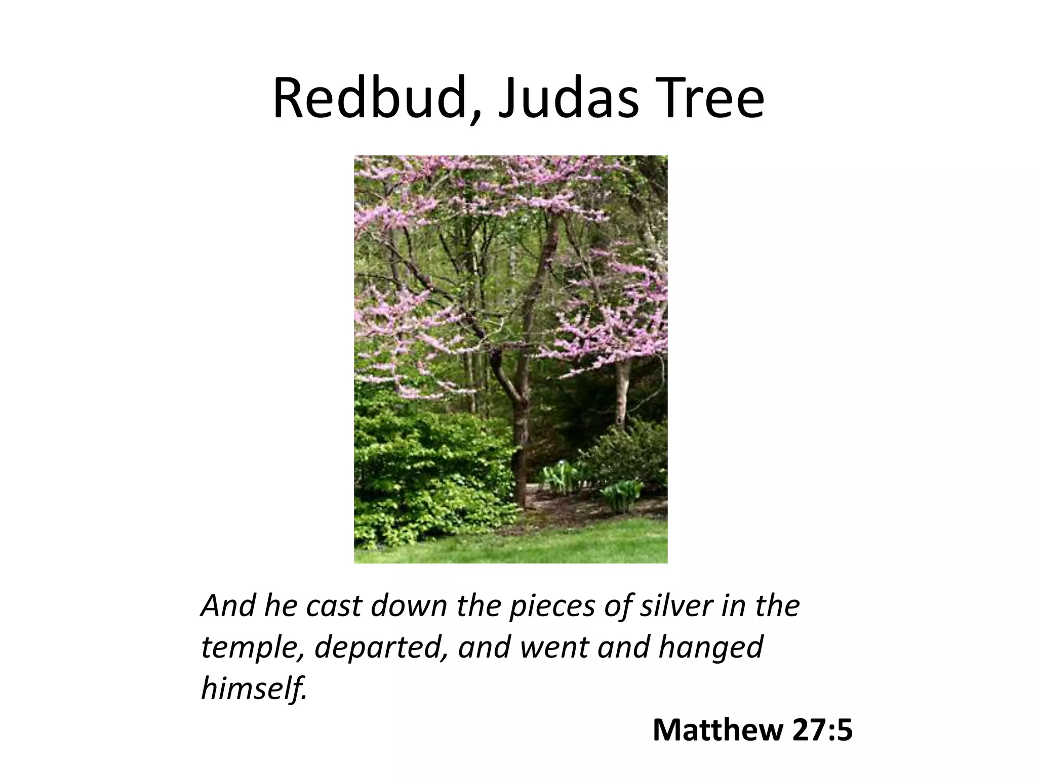 Plants of the Scriptures | PPTX