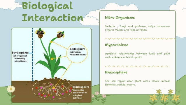 plant soil interaction. Understanding the Complex Relationship between ...