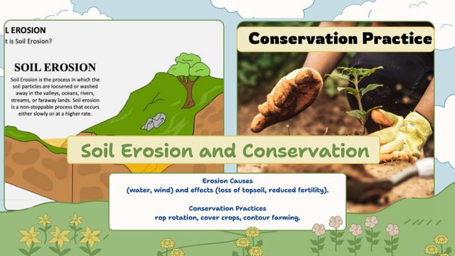 plant soil interaction. Understanding the Complex Relationship between ...