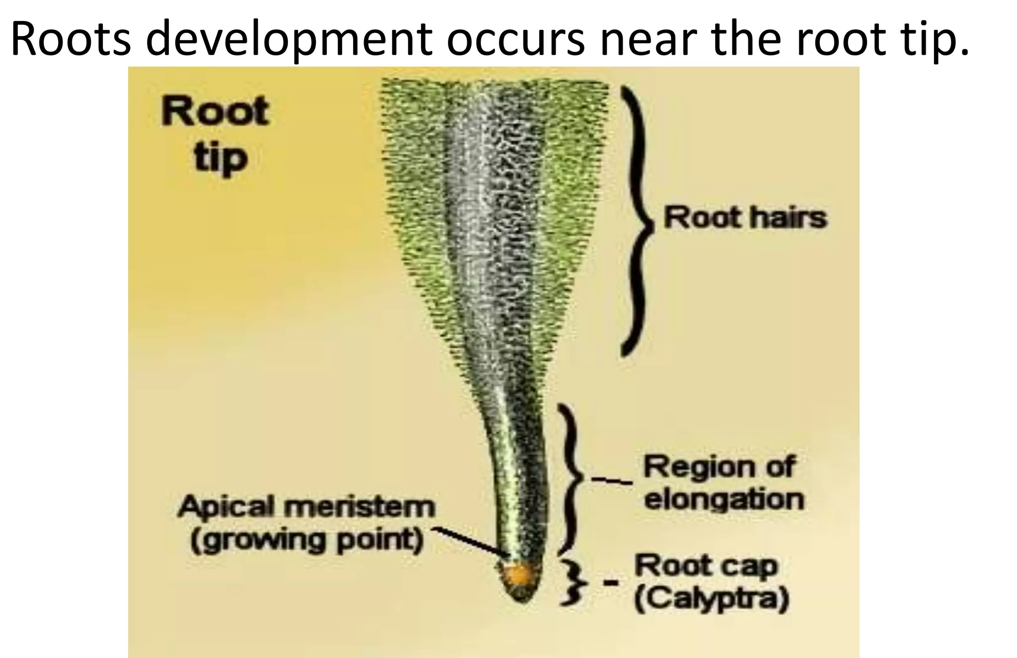 Plants organ system | PPTX