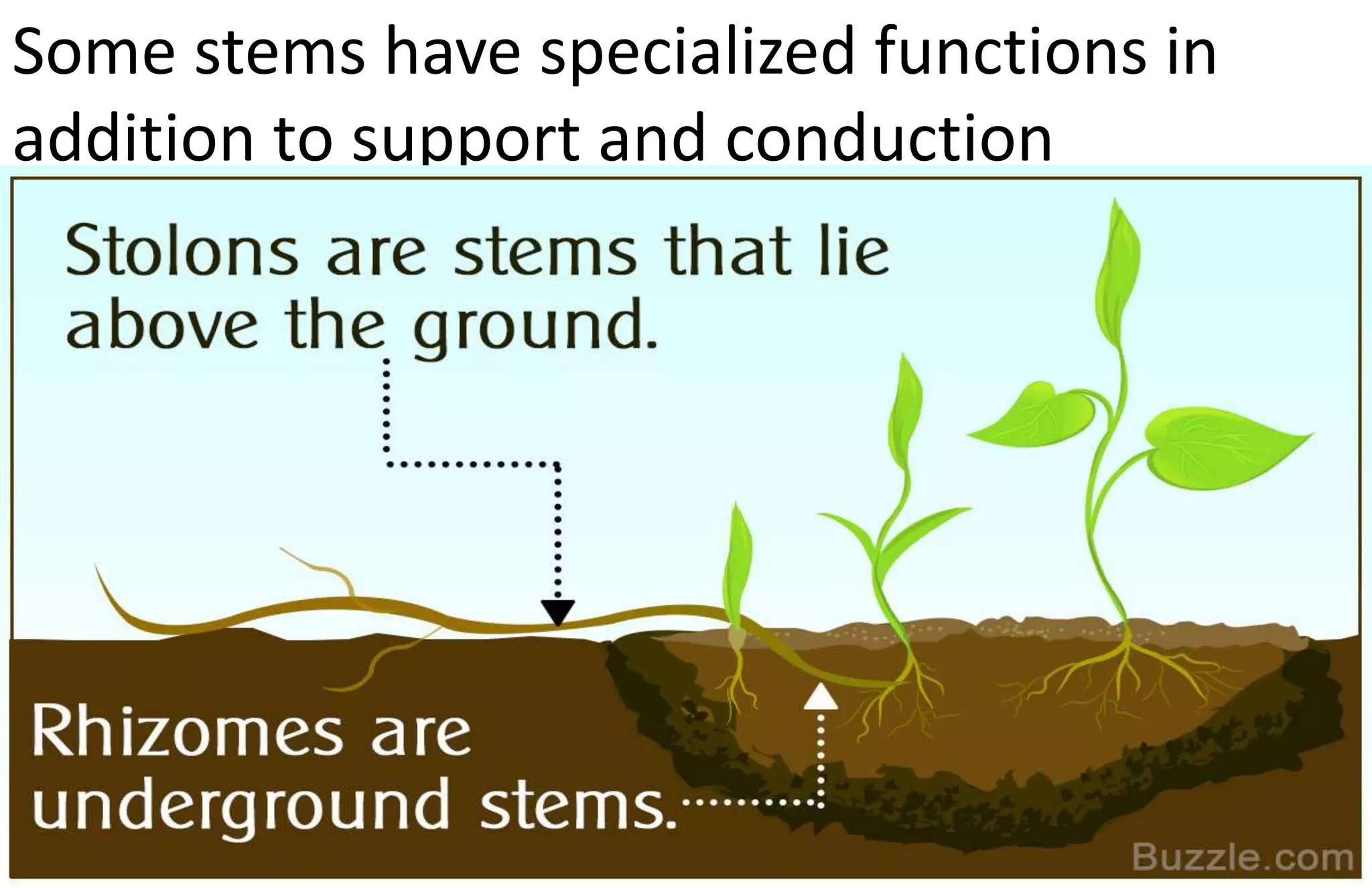 Plants organ system | PPTX