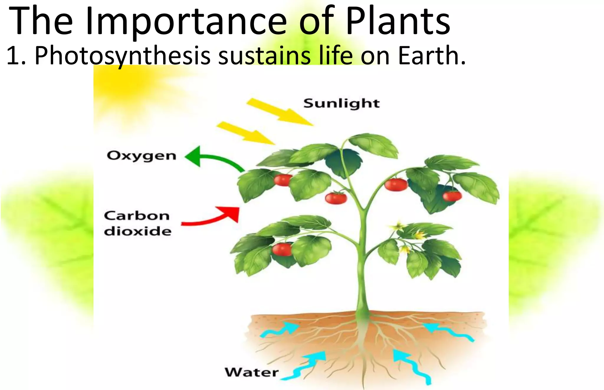Plants organ system | PPTX