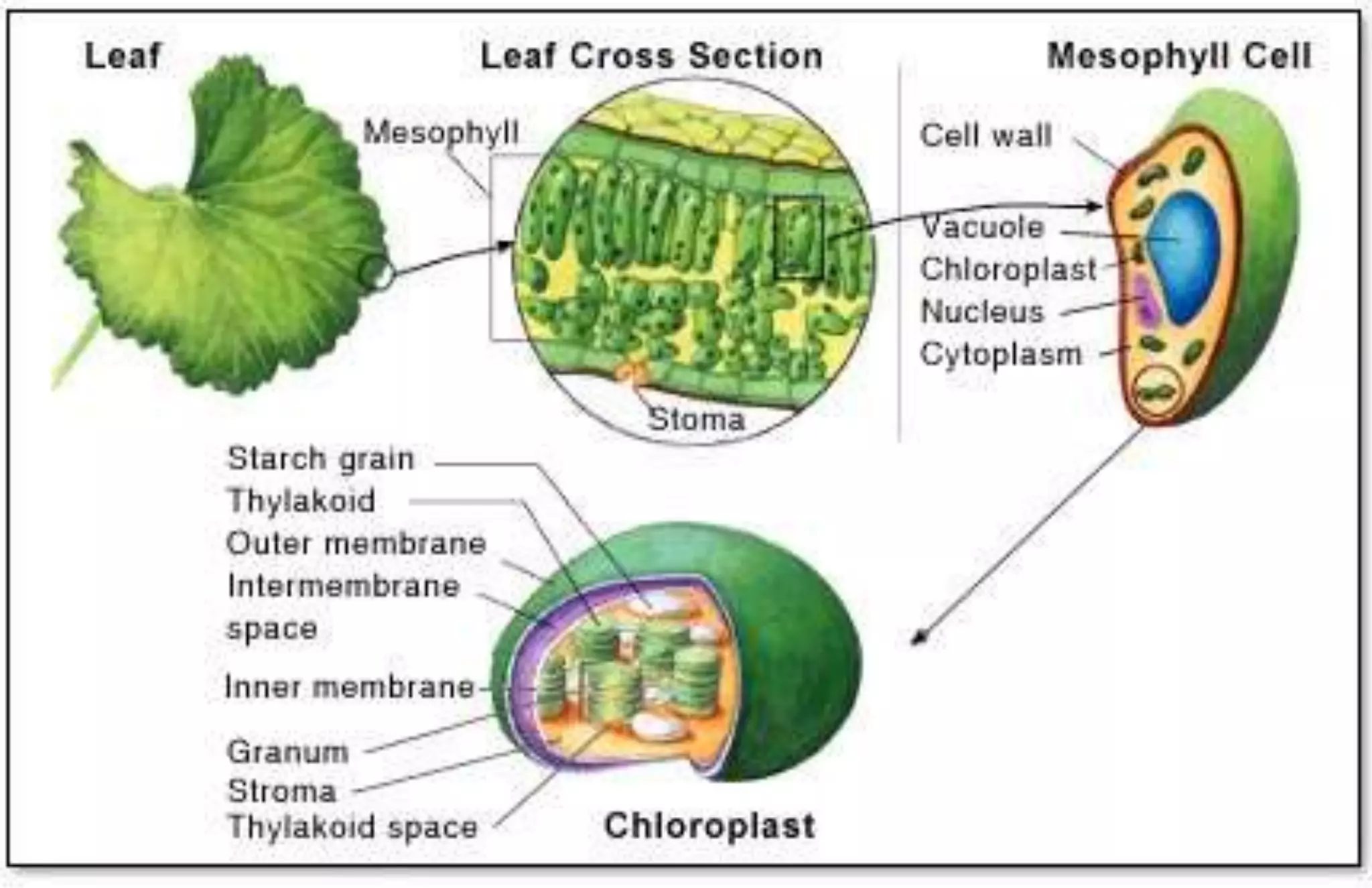Plants organ system | PPTX