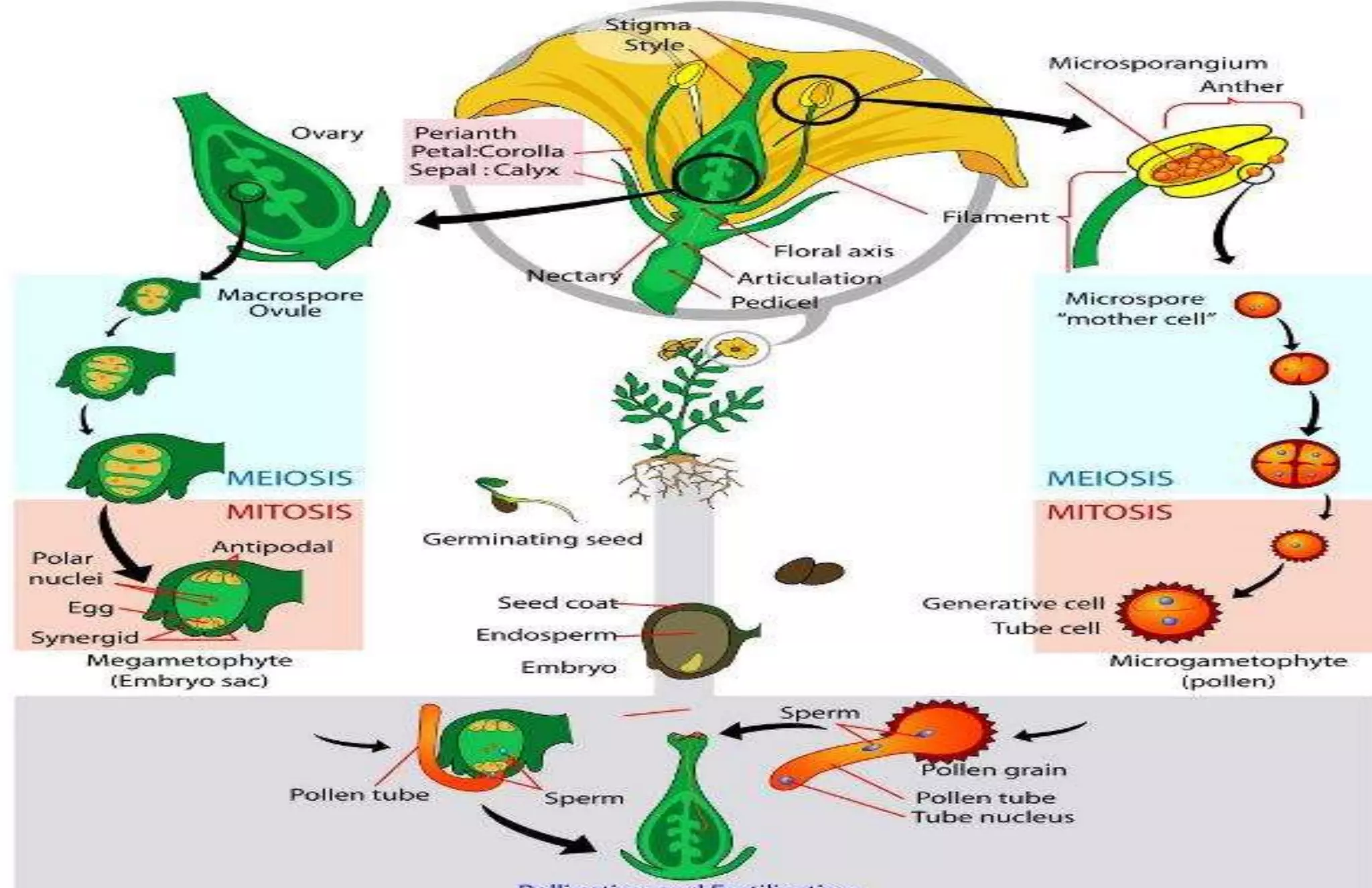 Plants organ system | PPTX