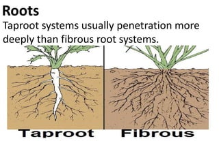 Plants organ system | PPTX