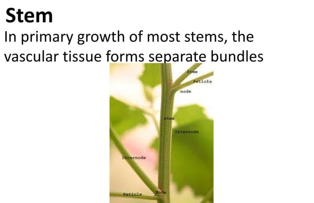 Plants organ system | PPT