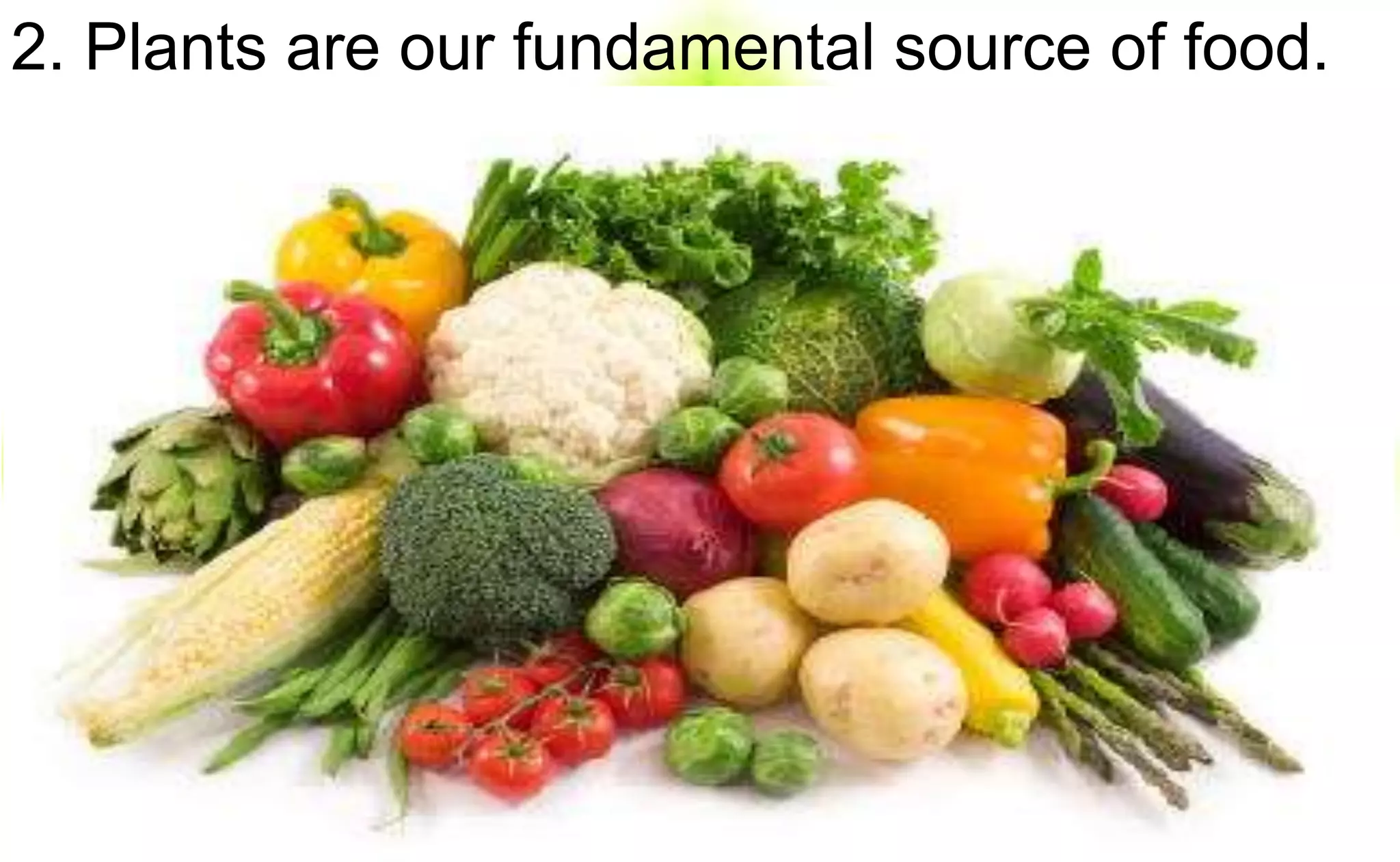 Plants organ system | PPTX