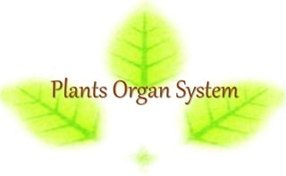 Plants organ system | PPTX