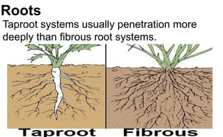 Plants organ system | PPTX