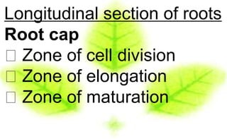 Plants organ system | PPTX
