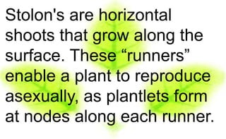 Plants organ system | PPTX