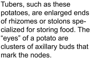 Plants organ system | PPTX