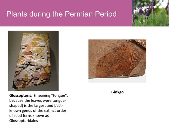 Plants (paleozoic era) | PPT