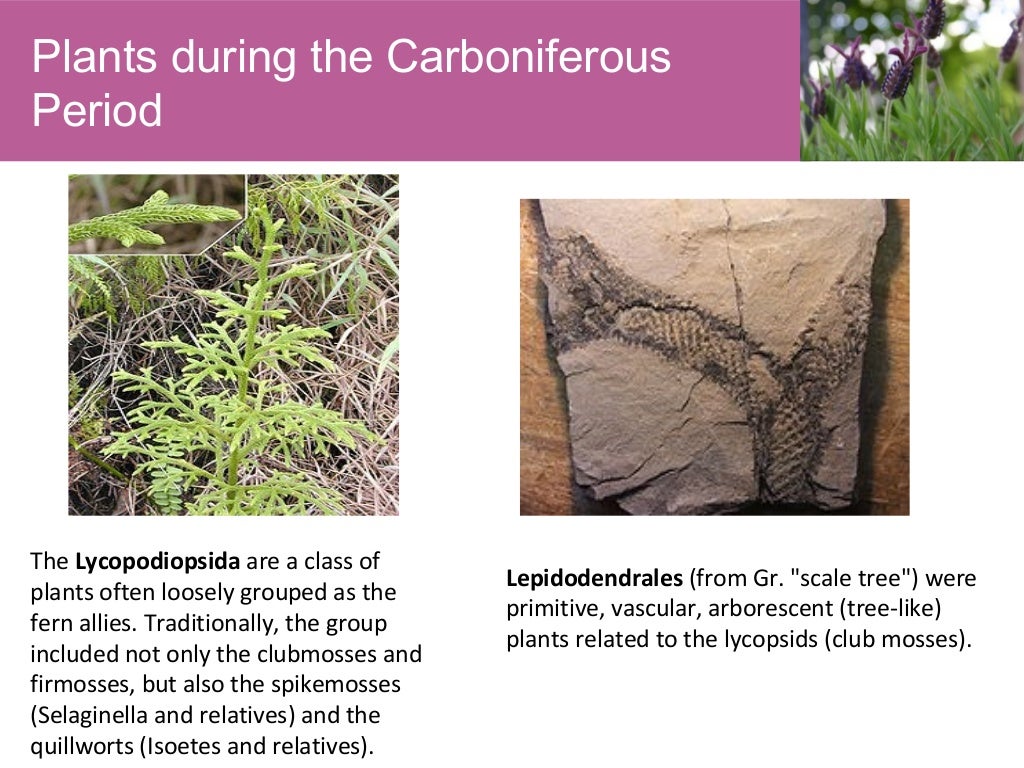 Plants Paleozoic Era
