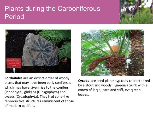 Plants (paleozoic era)