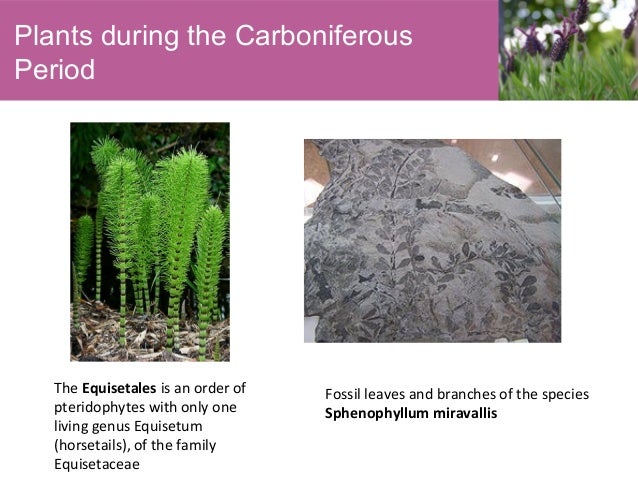 Plants (paleozoic era)