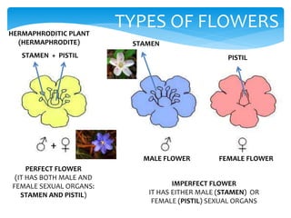 Plants pollination | PPTX