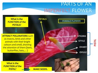 Plants pollination | PPTX | Reproductive Health | Diseases and Conditions