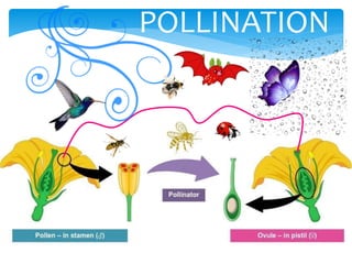 Plants pollination | PPTX | Reproductive Health | Diseases and Conditions