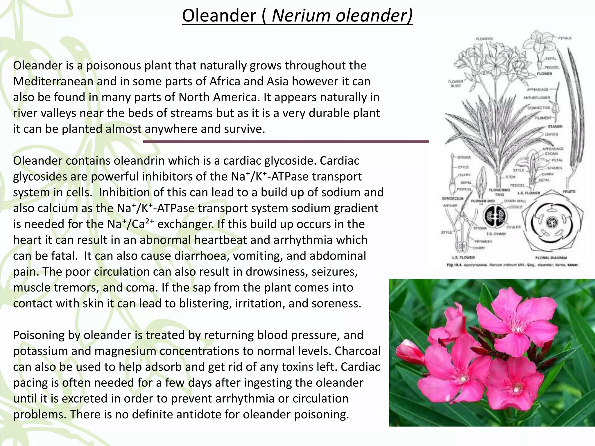 Plants & potions presentation final (2) (1) | PPTX