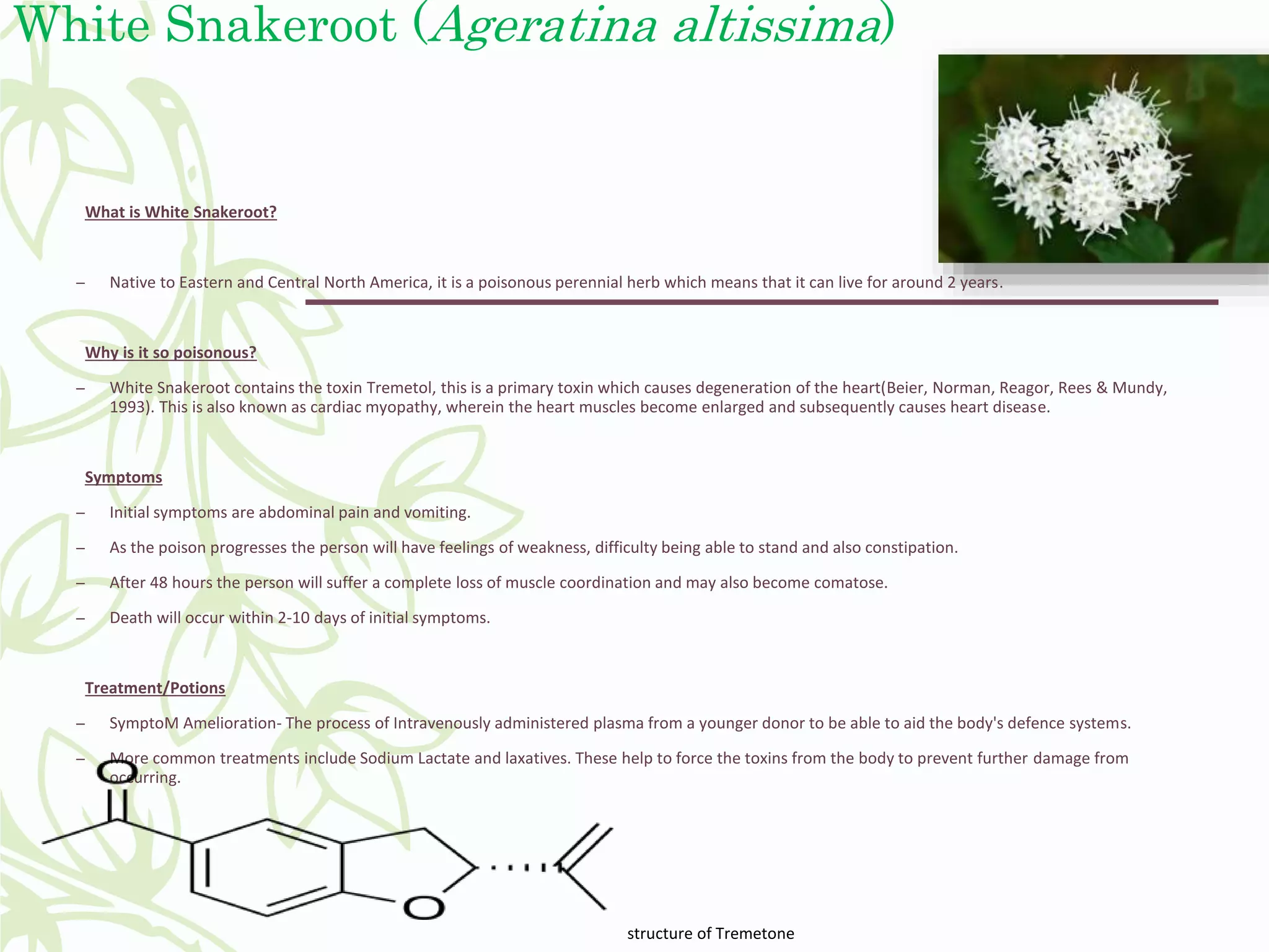 Plants & potions presentation final (2) (1) | PPTX